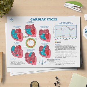 Cardiac Cycle Anatomy Printable Poster - Etsy