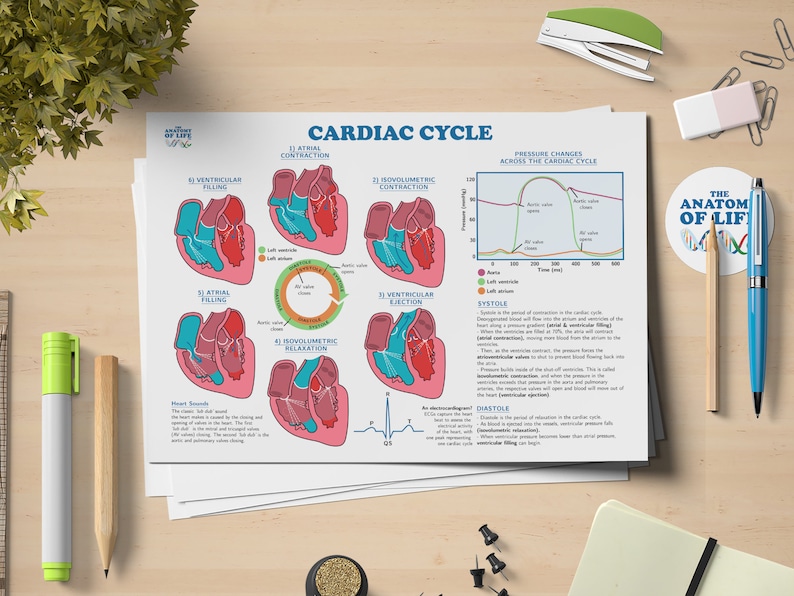 Cardiac Cycle Anatomy Printable Poster - Etsy Australia