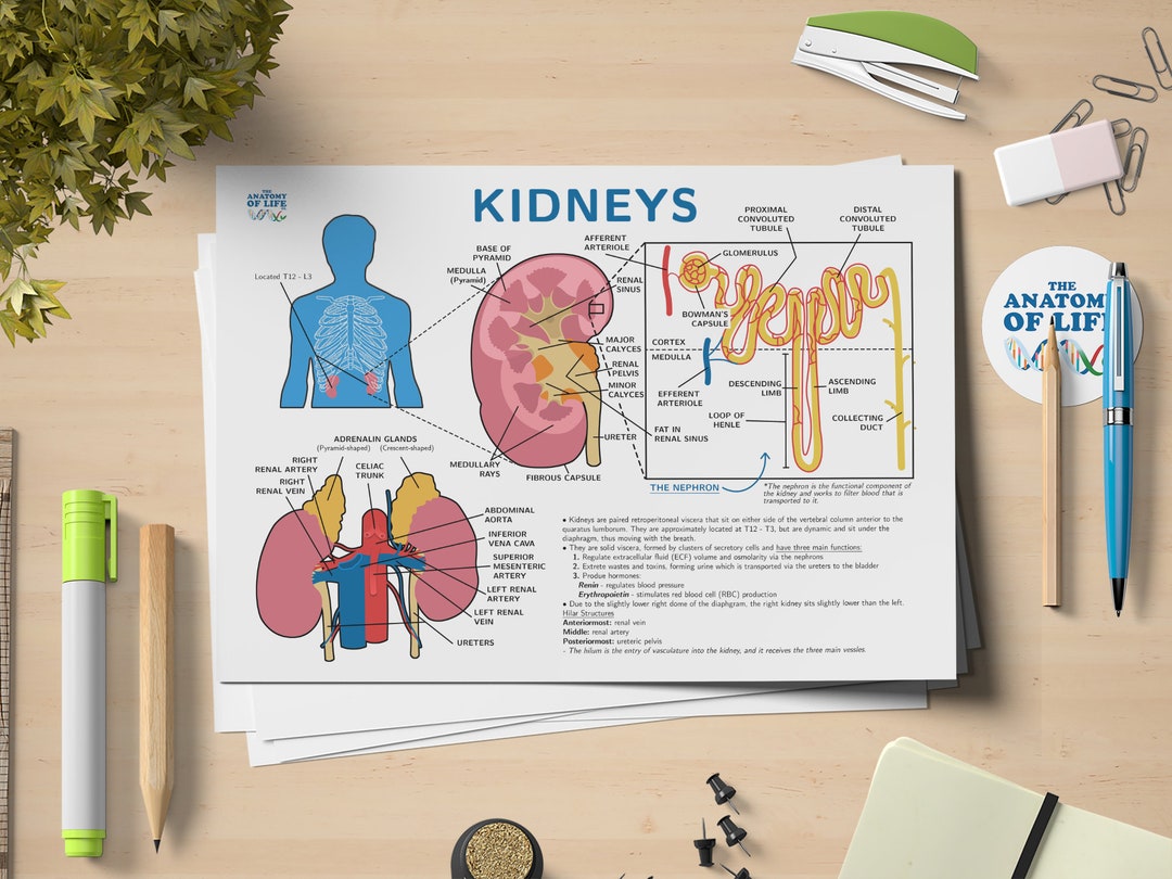 Kidney and Nephron Function Anatomy Printable Poster - Etsy
