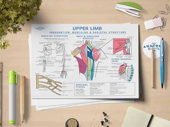 Upper Limb Muscles Diagram