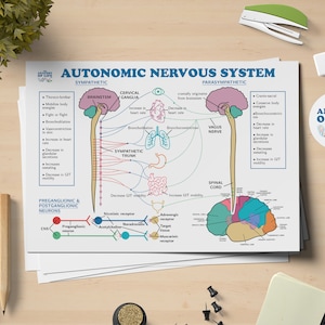 Central Nervous System Anatomy Printable Poster - Etsy