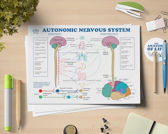 Central Nervous System Anatomy Printable Poster - Etsy