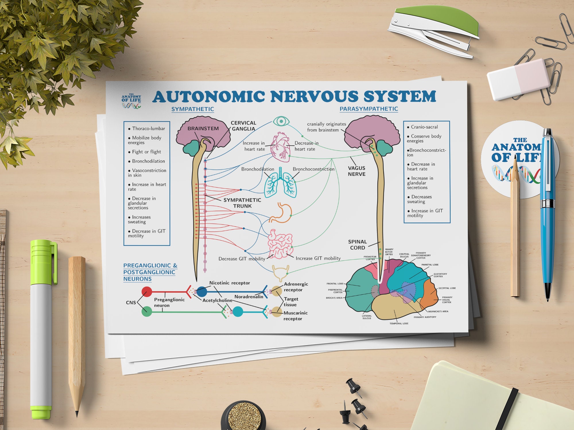 Póster imprimible de la anatomía del sistema nervioso autónomo - Etsy ...