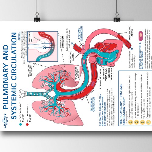 Pulmonary & Systemic Circulation Anatomy Poster - Etsy