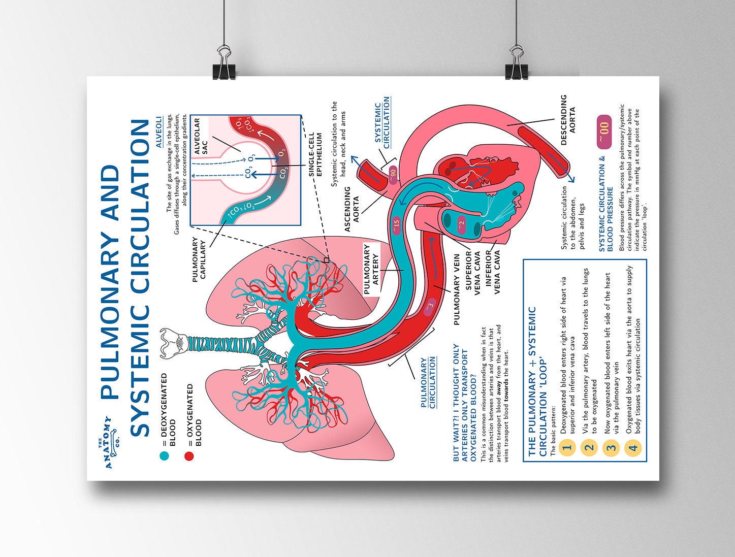 Systemic Circulation | ubicaciondepersonas.cdmx.gob.mx Systemic Circulation | ubicaciondepersonas.cdmx.gob.mx