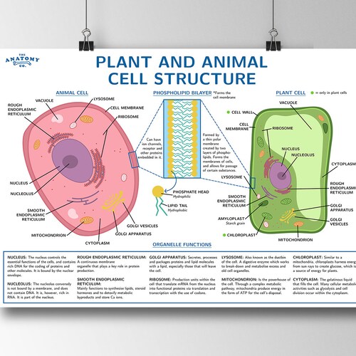 Printable Animal and Plant Cell Posters - Etsy
