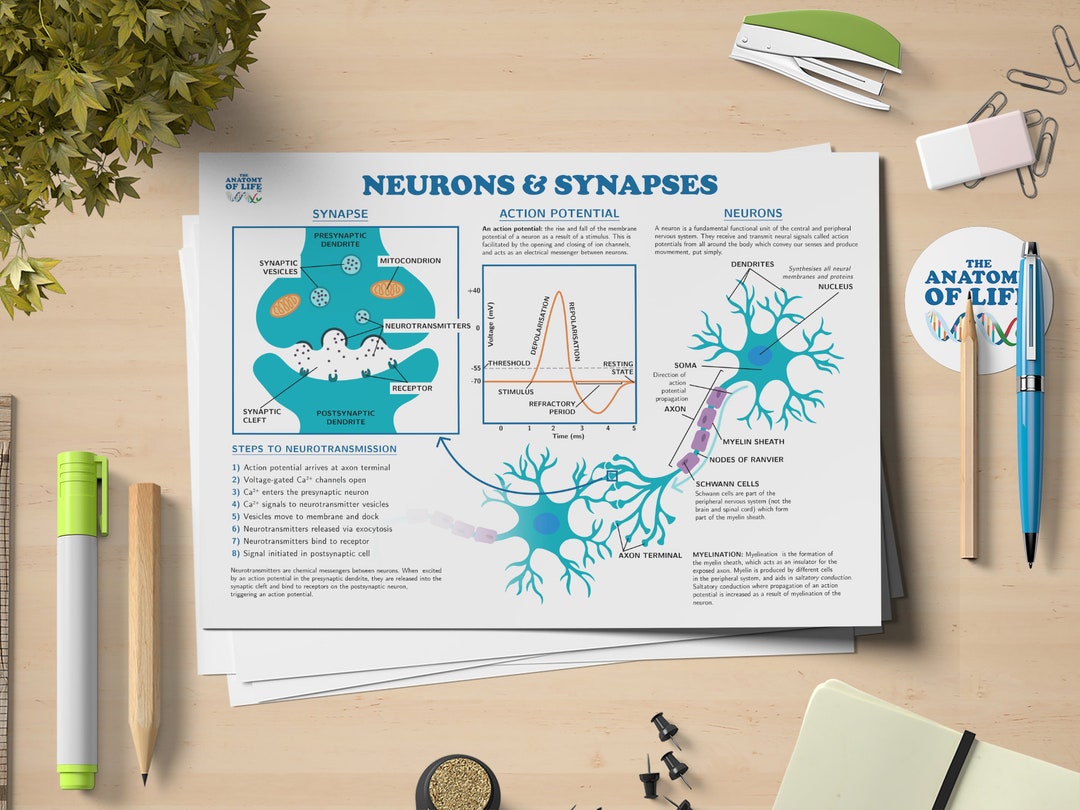 Neurons and Synapses Science Printable Poster - Etsy