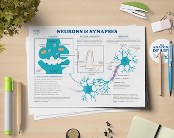 Neuron Anatomy Worksheet Single FILLED Digital Download Human Anatomy ...