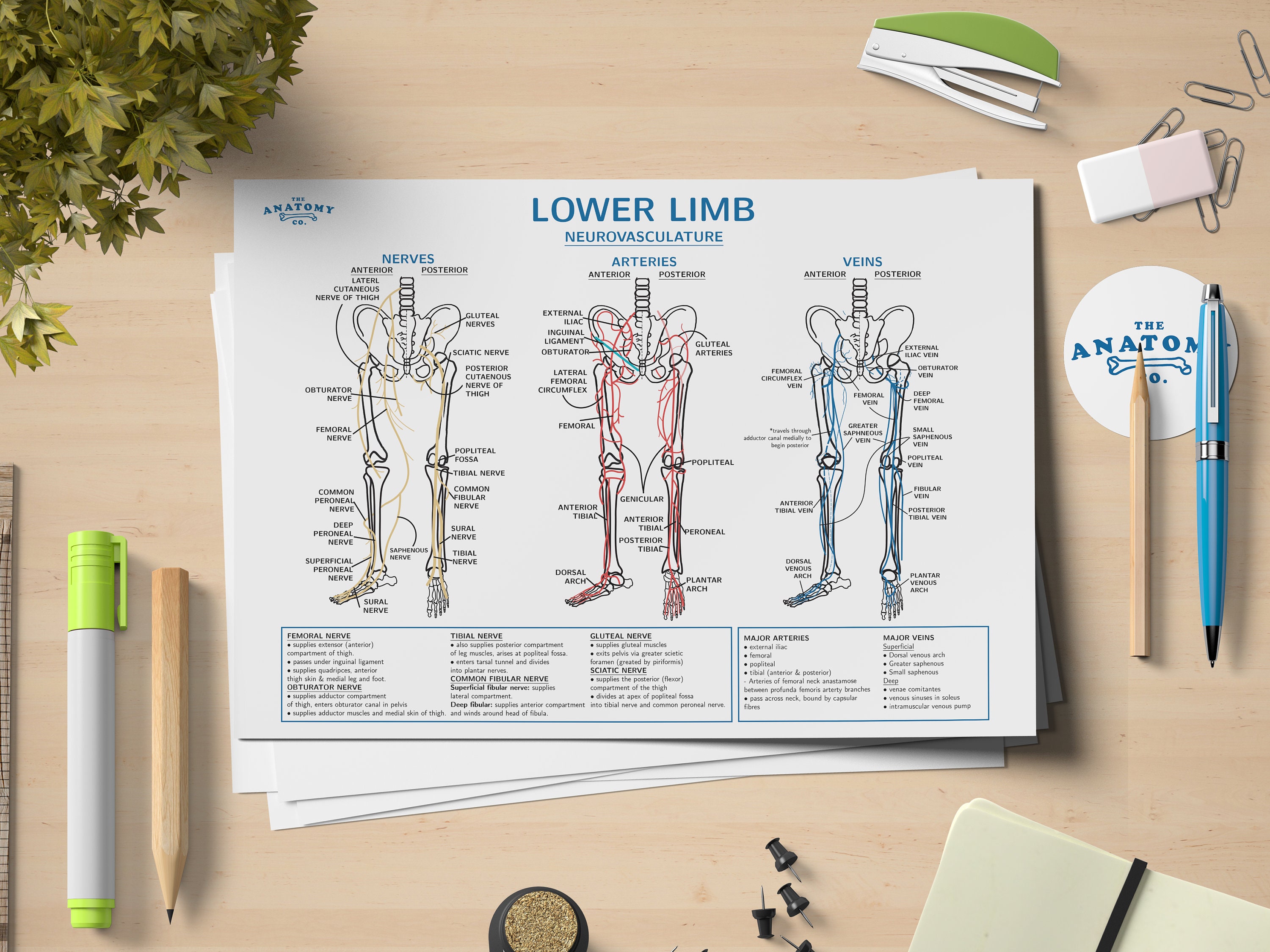 Lower Limb Neurovasculature Anatomy Poster - Etsy