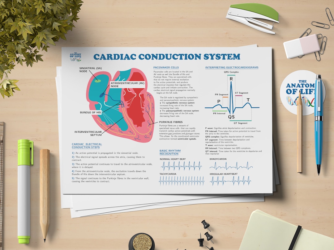 Cardiac Conduction System Anatomy Printable Poster - Etsy