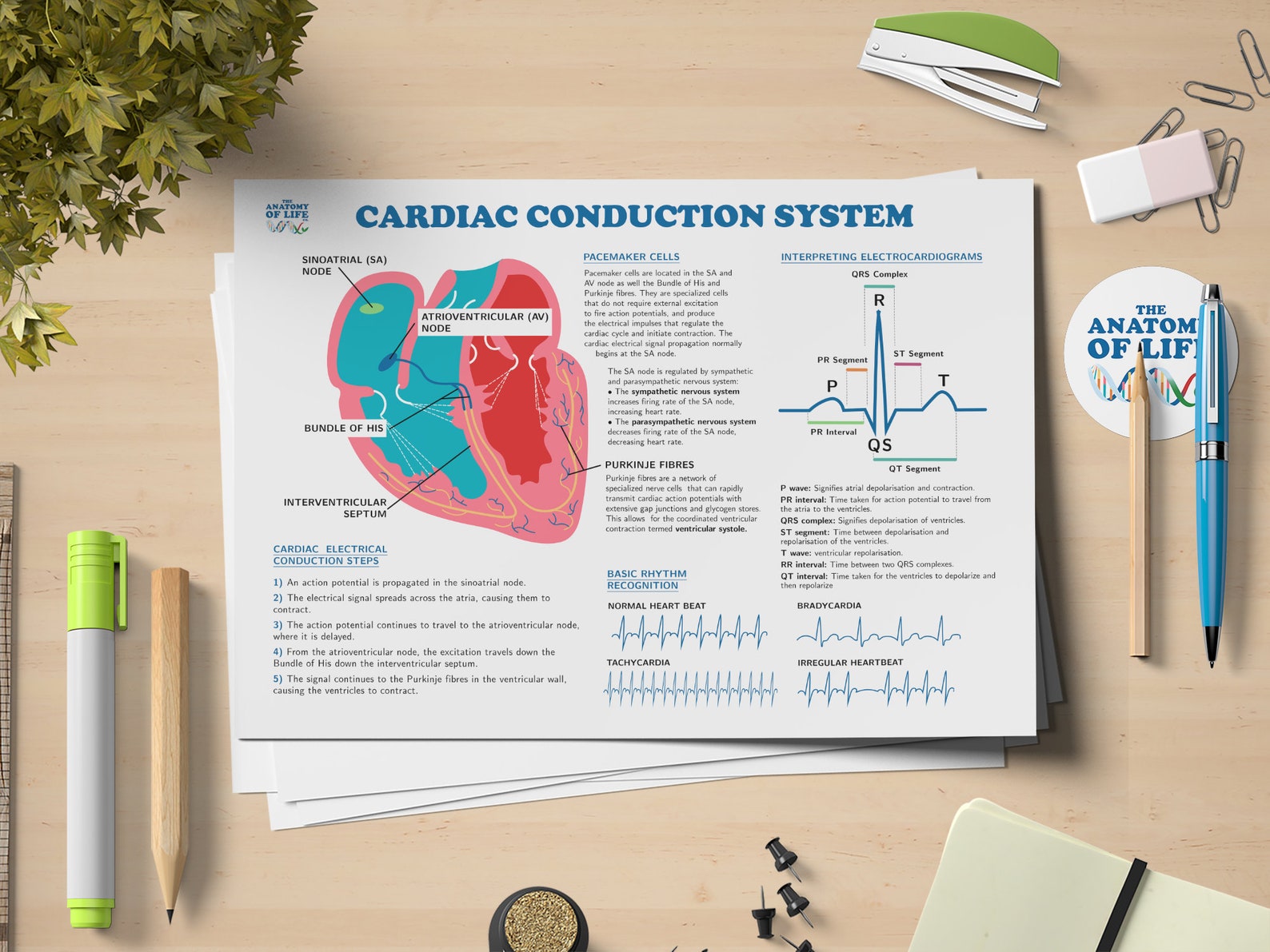 Cardiac Conduction System Anatomy Printable Poster - Etsy