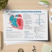 Lungs and Trachea Anatomy Printable Poster - Etsy