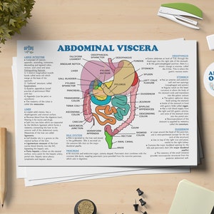 Abdominal Viscera Anatomy Printable Poster - Etsy
