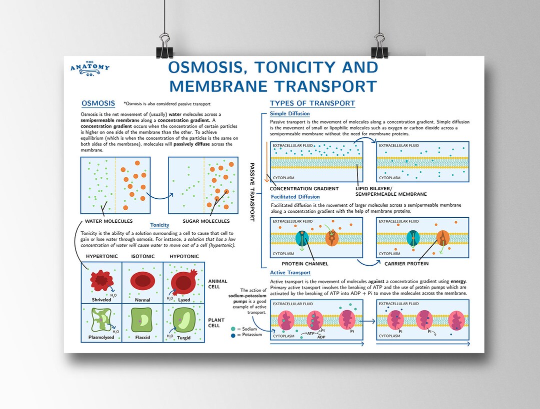 Osmosis Tonicity and Membrane Transport Science Poster - Etsy UK