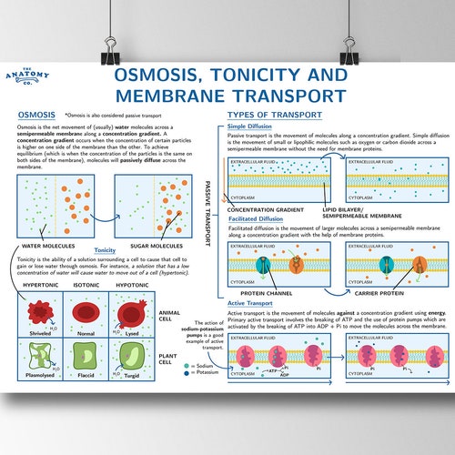 Osmosis Tonicity and Membrane Transport Science Poster - Etsy