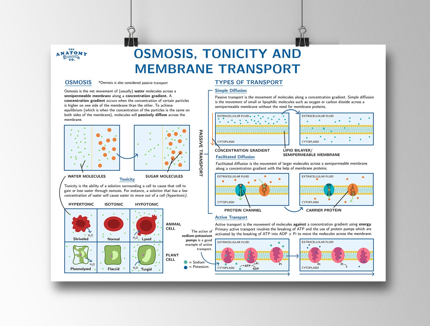 Osmosis Tonicity and Membrane Transport Science Poster - Etsy UK