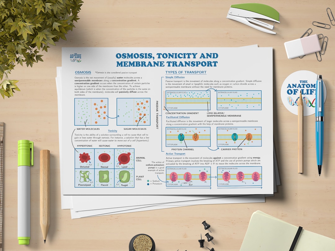 Osmosis, Tonicity and Membrane Transport Science Printable Poster - Etsy