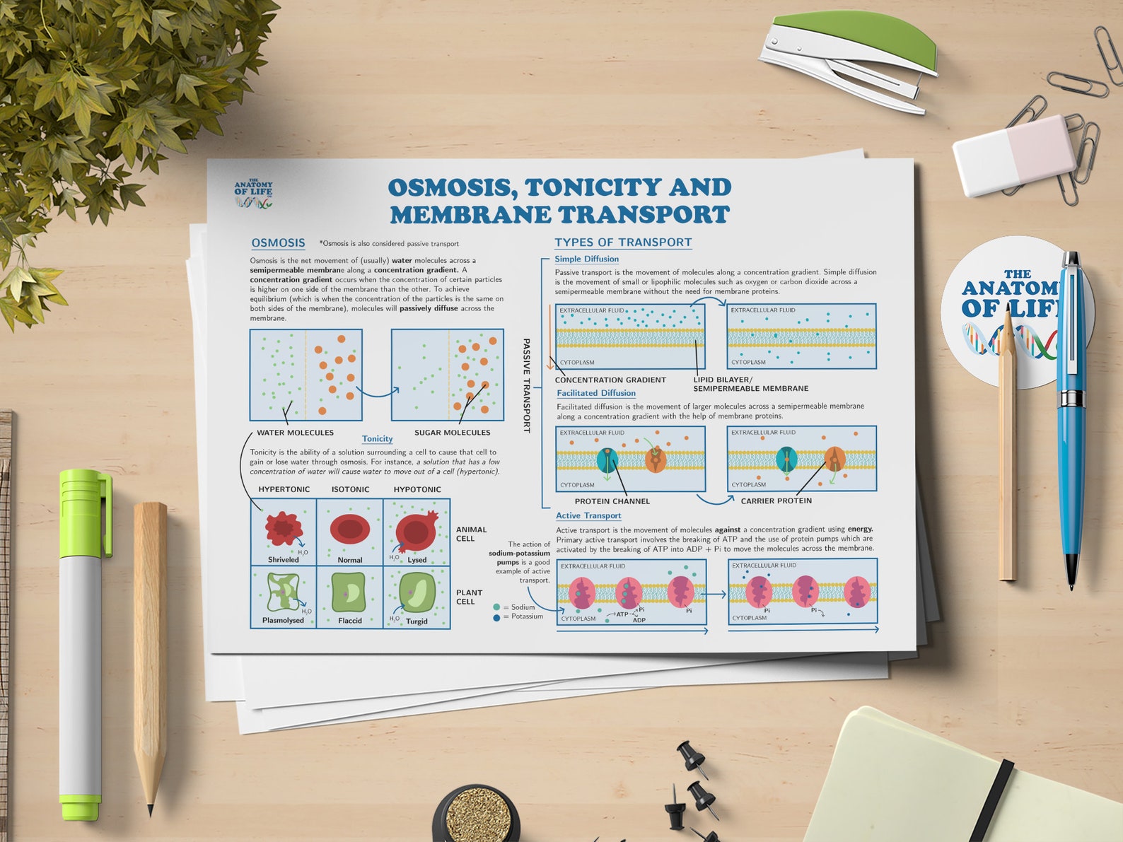 Osmosis, Tonicity and Membrane Transport Science Printable Poster - Etsy