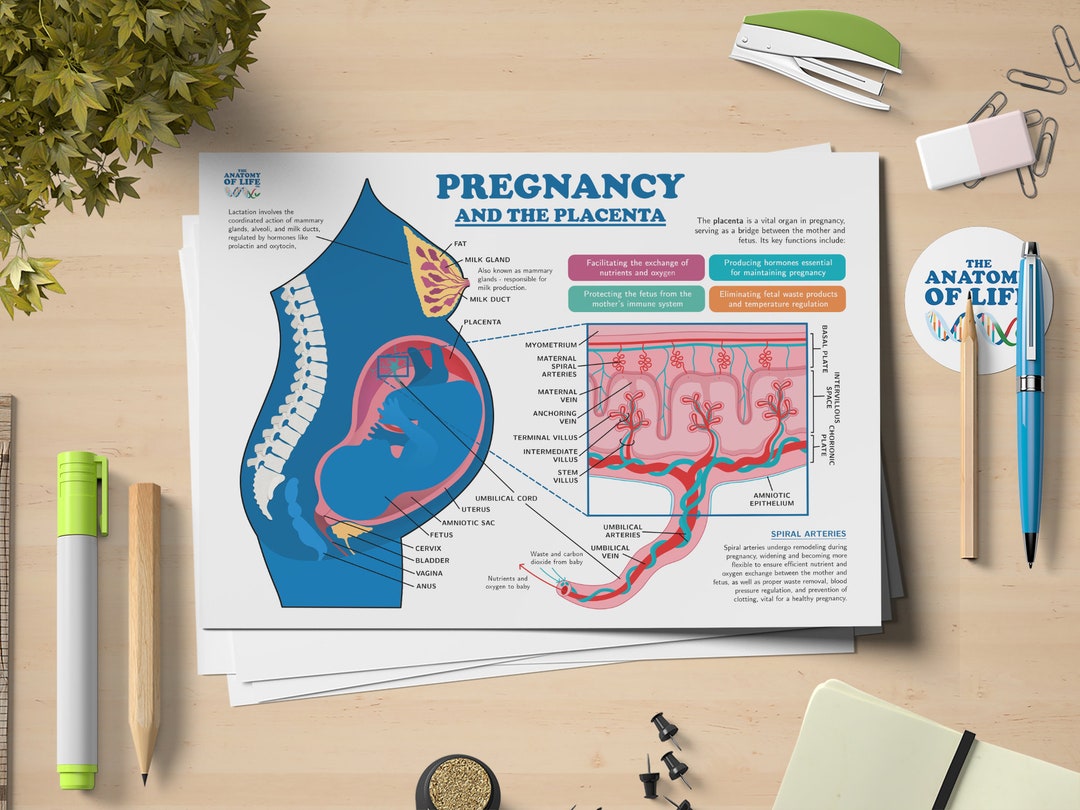 Pregnancy and the Placenta Anatomy Printable Poster - Etsy