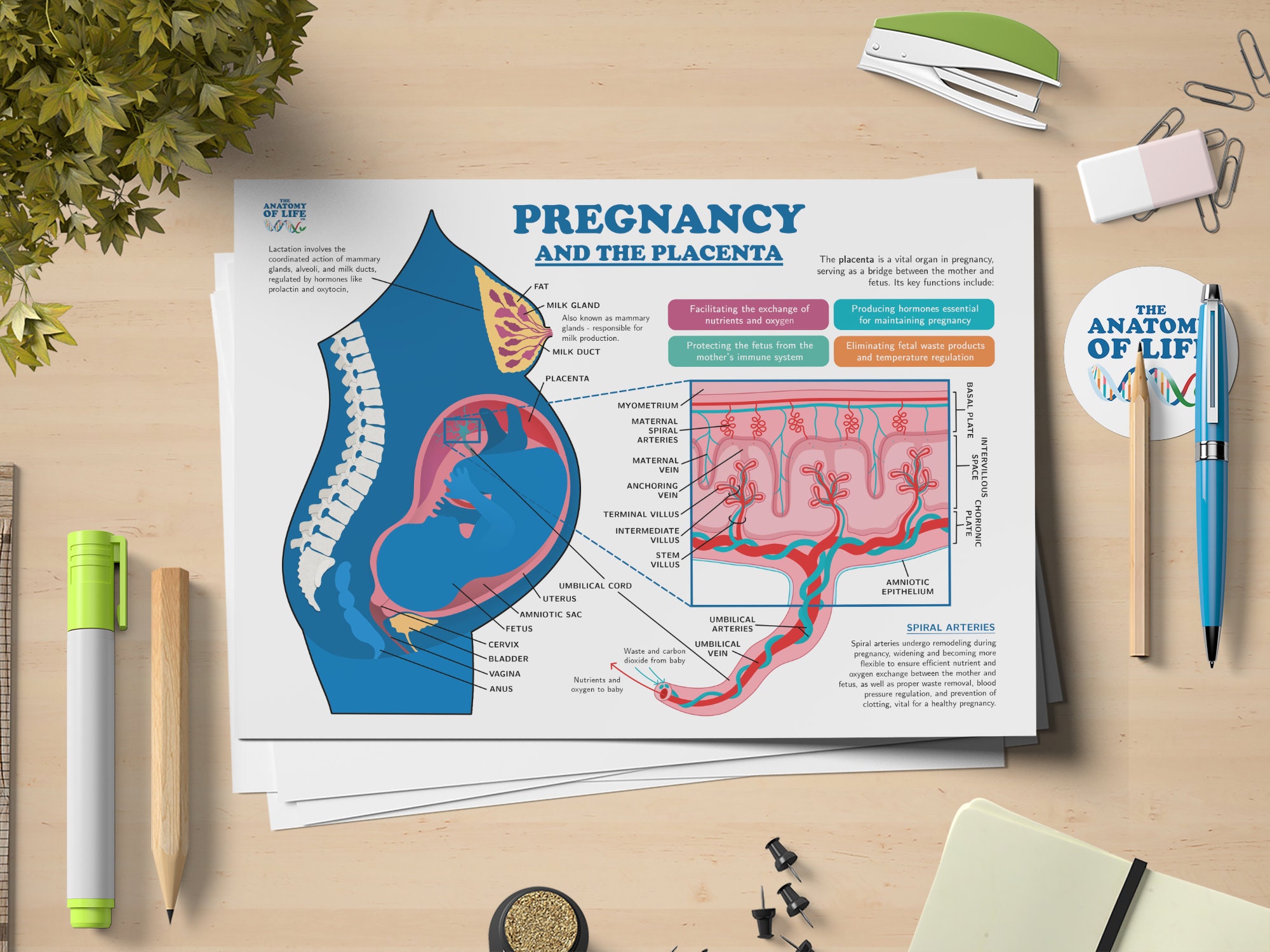 Pregnancy and the Placenta Anatomy Printable Poster - Etsy