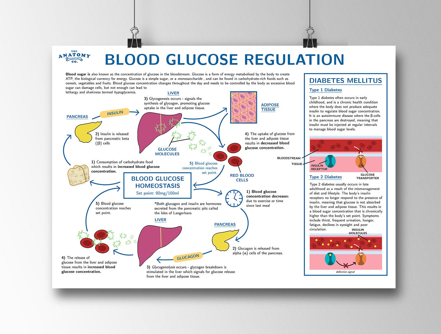 Regulation Of Blood Glucose Concentration