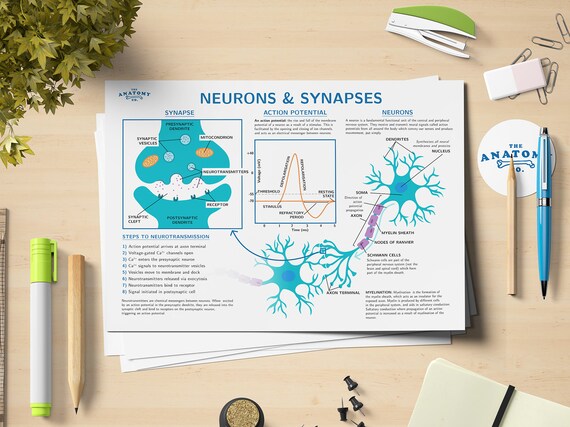 Neurons And Synapses For Kids