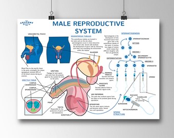 The Female Reproductive Anatomy Educational Poster Bundle - Etsy