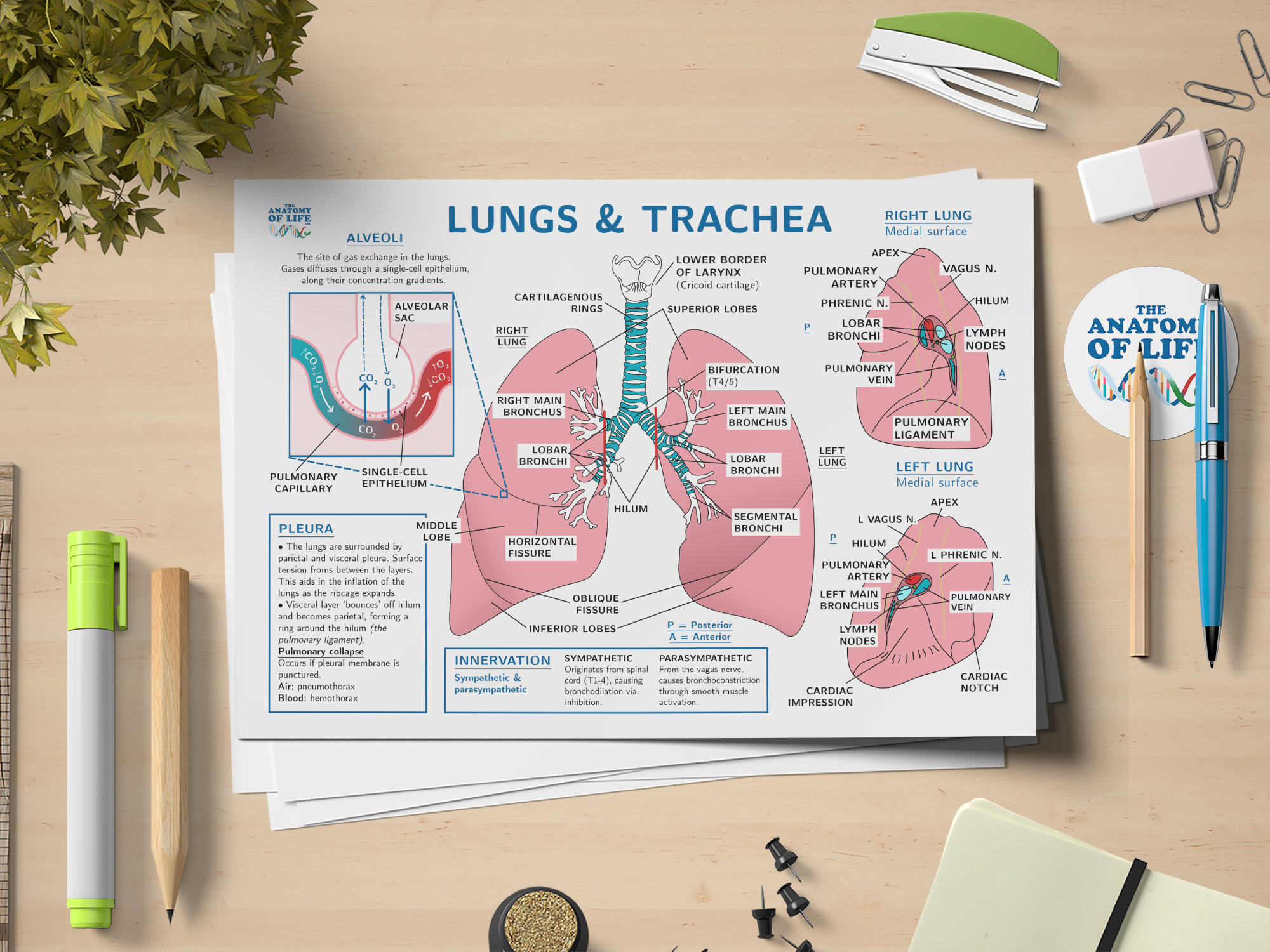 Lungs and Trachea Anatomy Printable Poster - Etsy UK