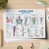 Lungs and Trachea Anatomy Printable Poster - Etsy
