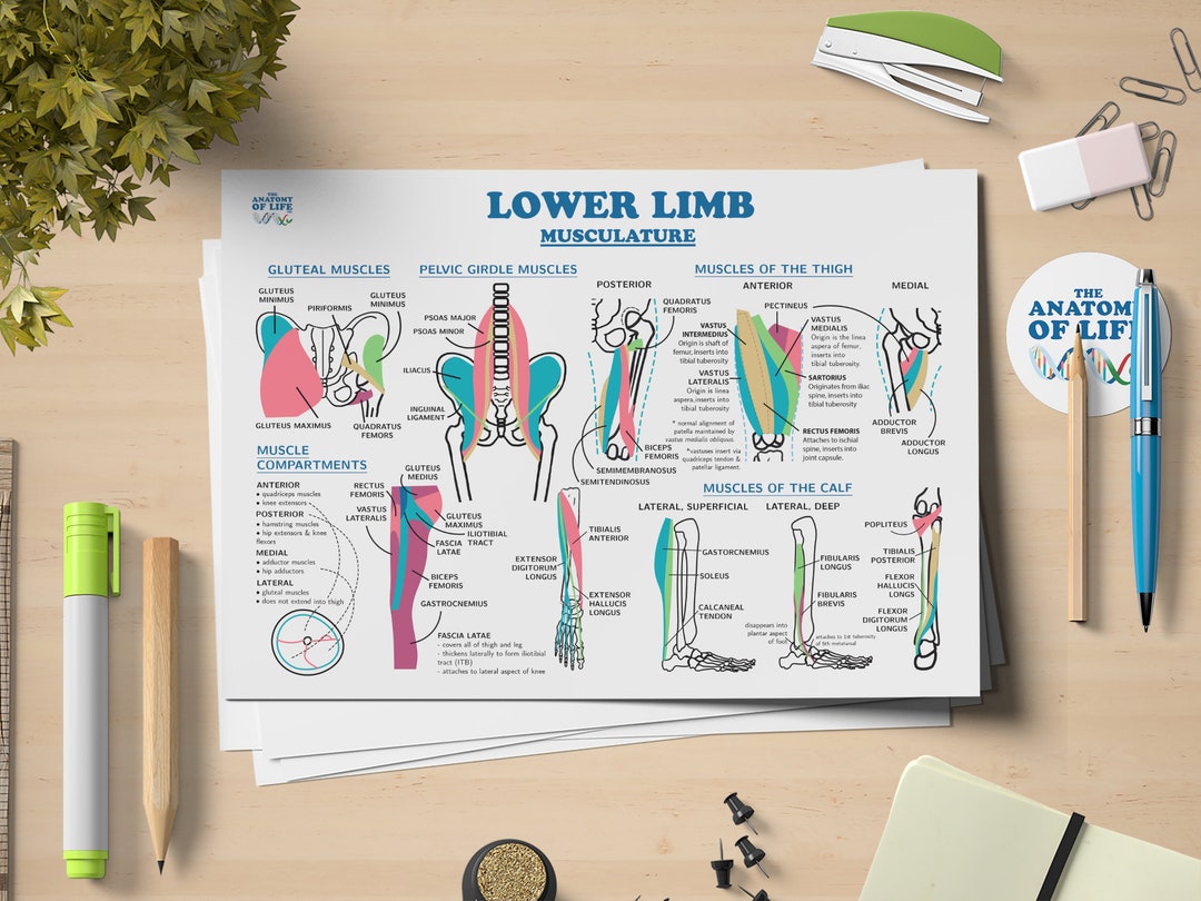 Lower Limb Musculature Anatomy Printable Poster - Etsy