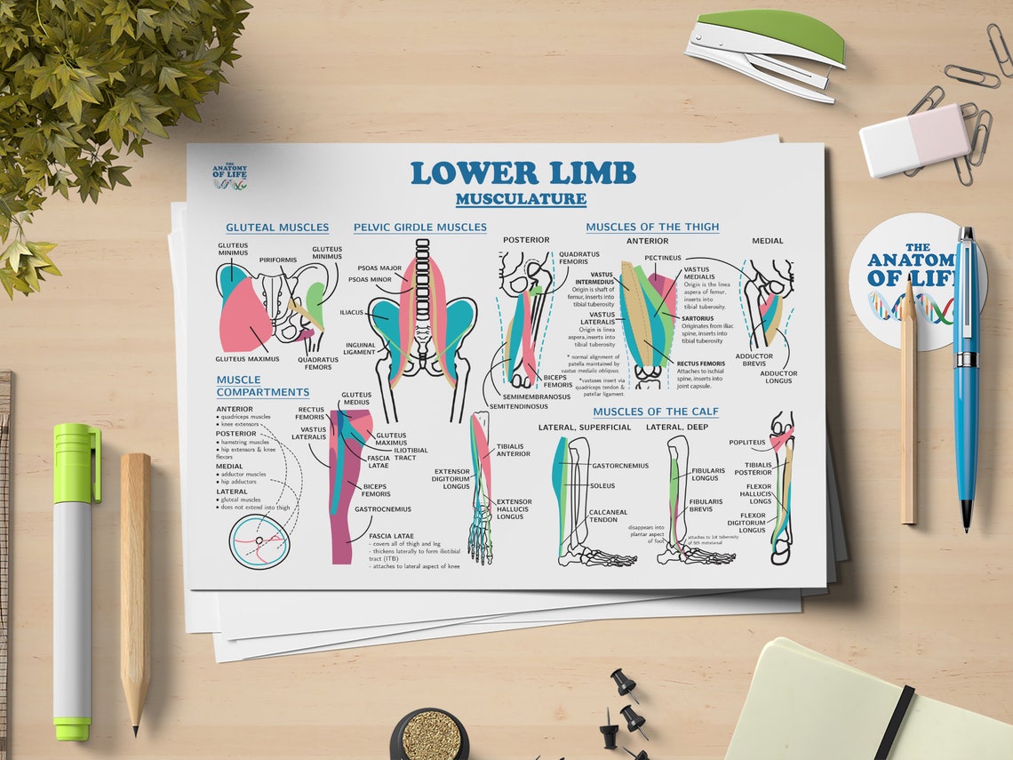 Lower Limb Musculature Anatomy Printable Poster - Etsy