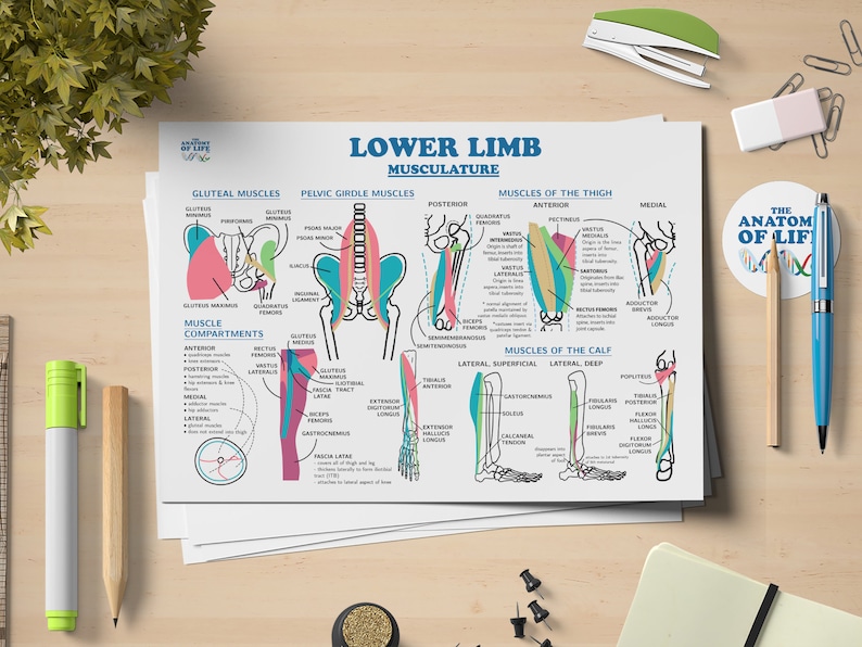 Lower Limb Musculature Anatomy Printable Poster - Etsy