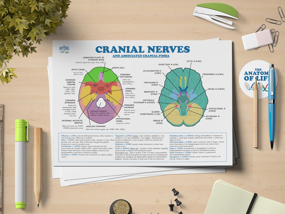 Cranial Nerves Anatomy Printable Poster - Etsy