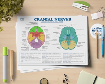 12 Cranial Nerves Chart | Printable Brain Anatomy Poster for Medical Study – A4 JPG Instant ...