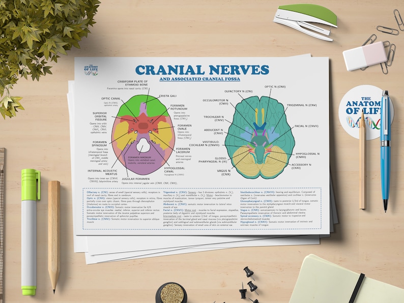 Cranial Nerves Anatomy Printable Poster - Etsy