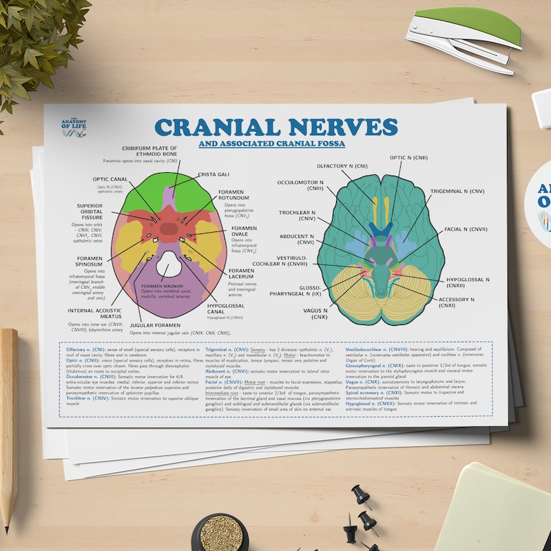 Cranial Nerves - Etsy