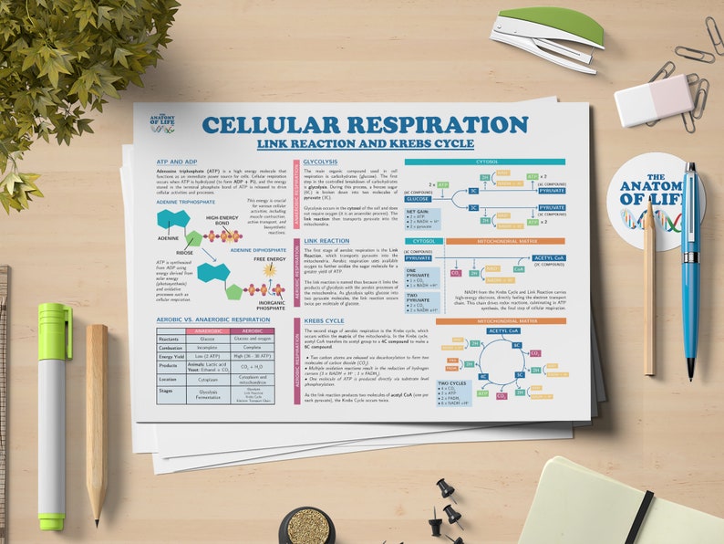 Cellular Respiration Link Reaction and Krebs Cycle Science Printable ...