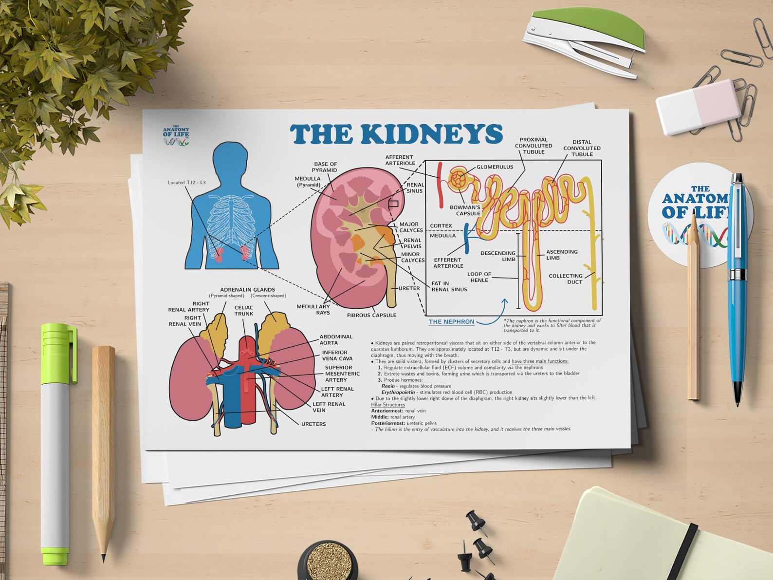 Kidney and Nephron Function Anatomy Printable Poster - Etsy