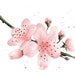 Cherry Blossom Print Cherry Blossom Art Pink Cherry Blossom - Etsy