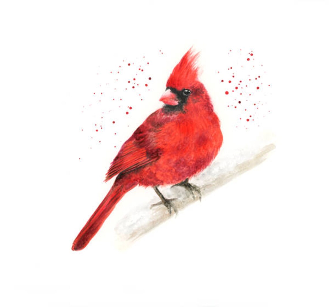 Cardinal Art Cardinal Bird Cardinal Print Cardinal Gifts - Etsy