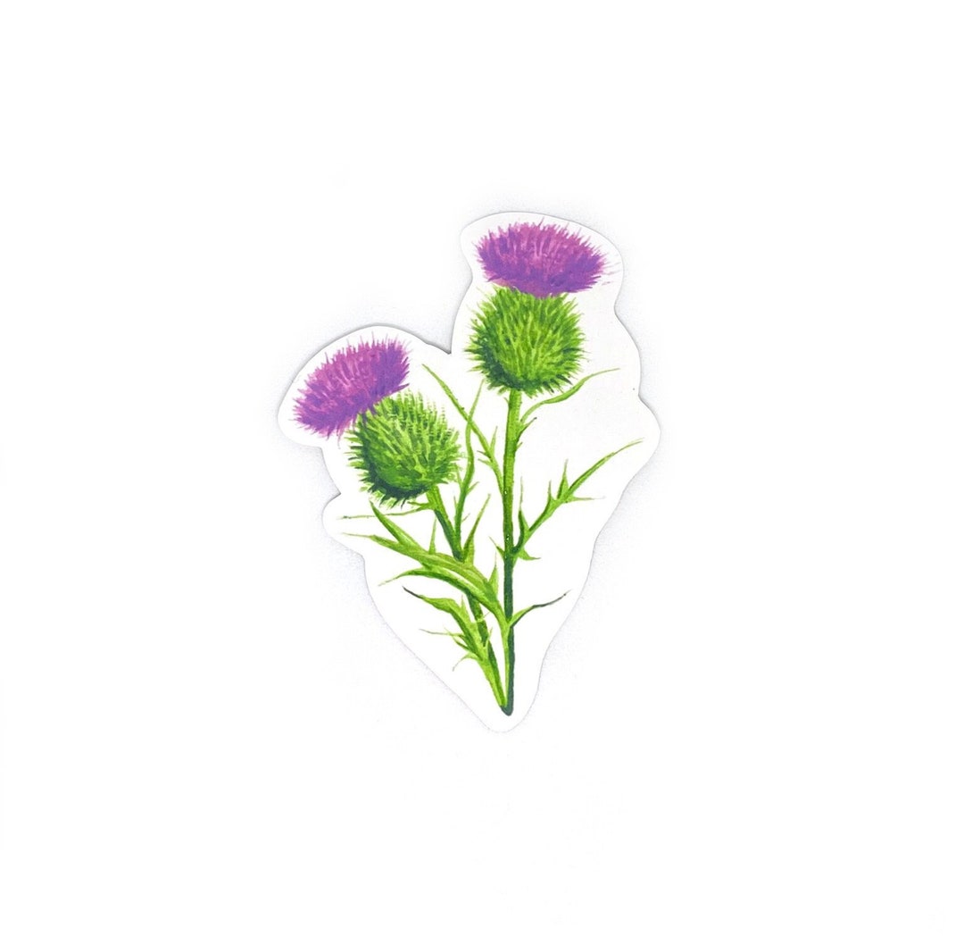 Thistle Sticker, Scotland Sticker, Scottish Sticker, Botanical Sticker ...