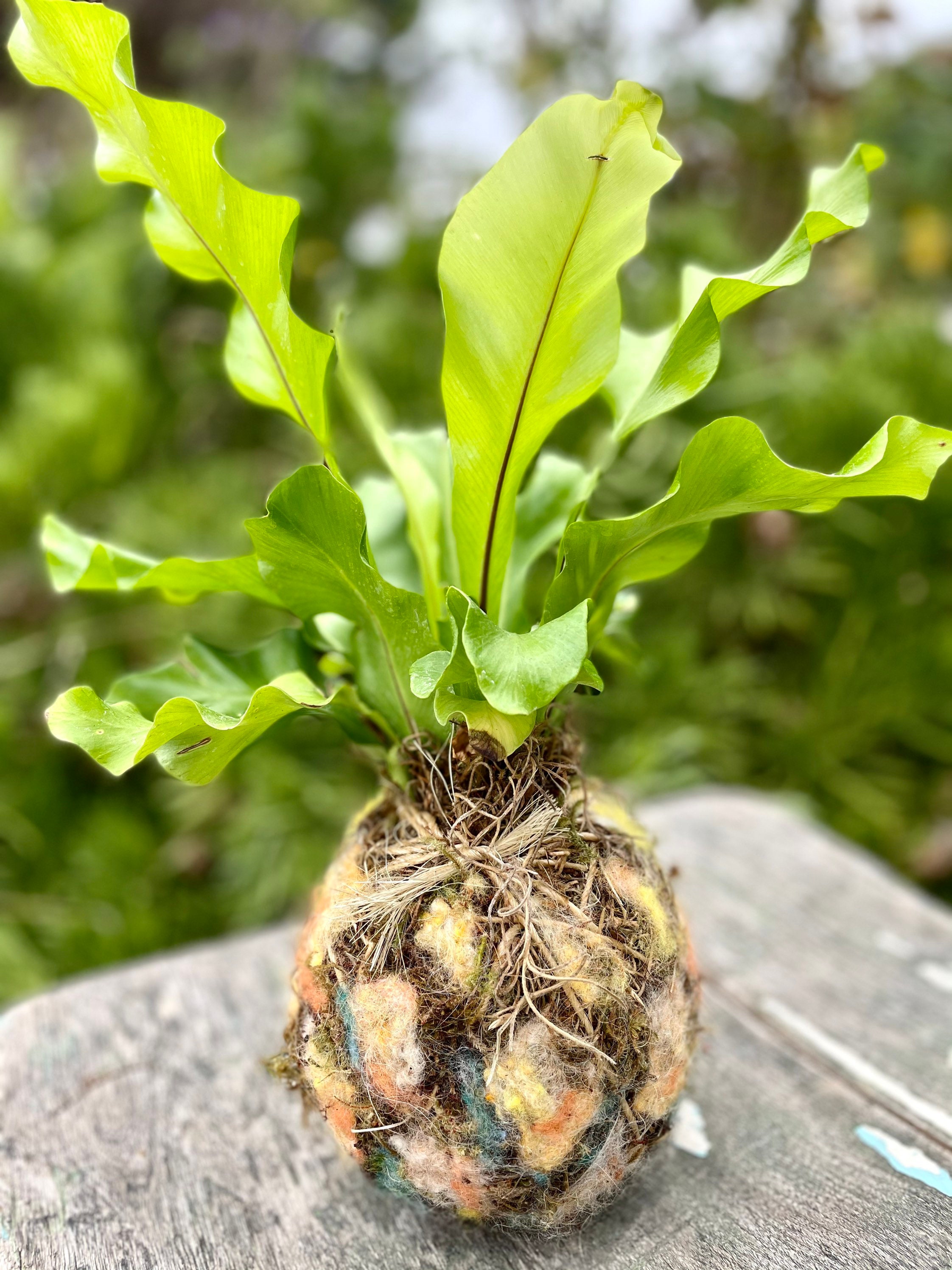 Japanese Birds Nest Fern Pineapple Kokedama - Etsy