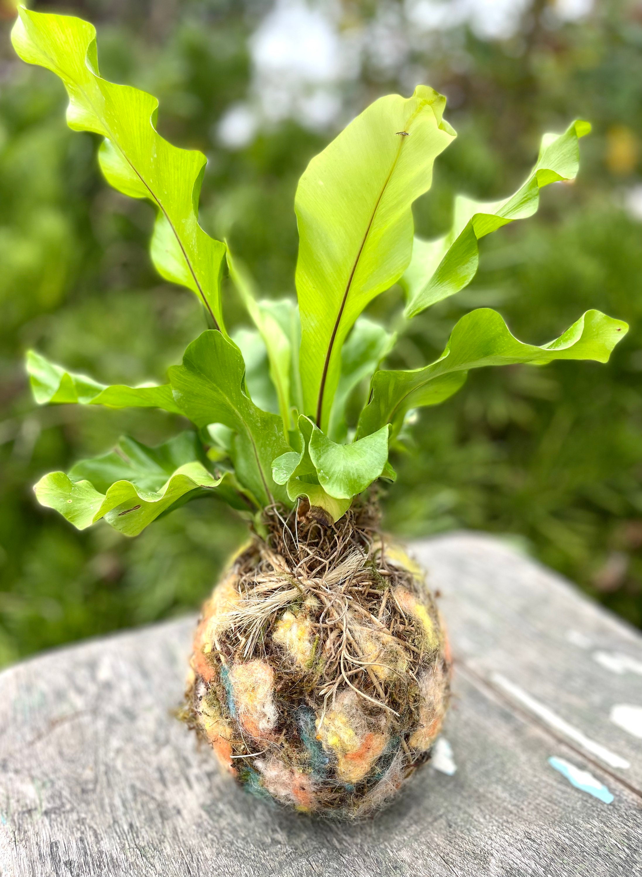 Japanese Birds Nest Fern Pineapple Kokedama - Etsy