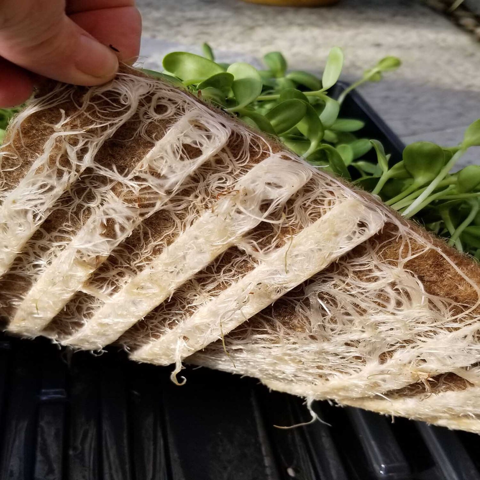 Jute Grow Pads for Microgreens 100% Natural Jute | Etsy