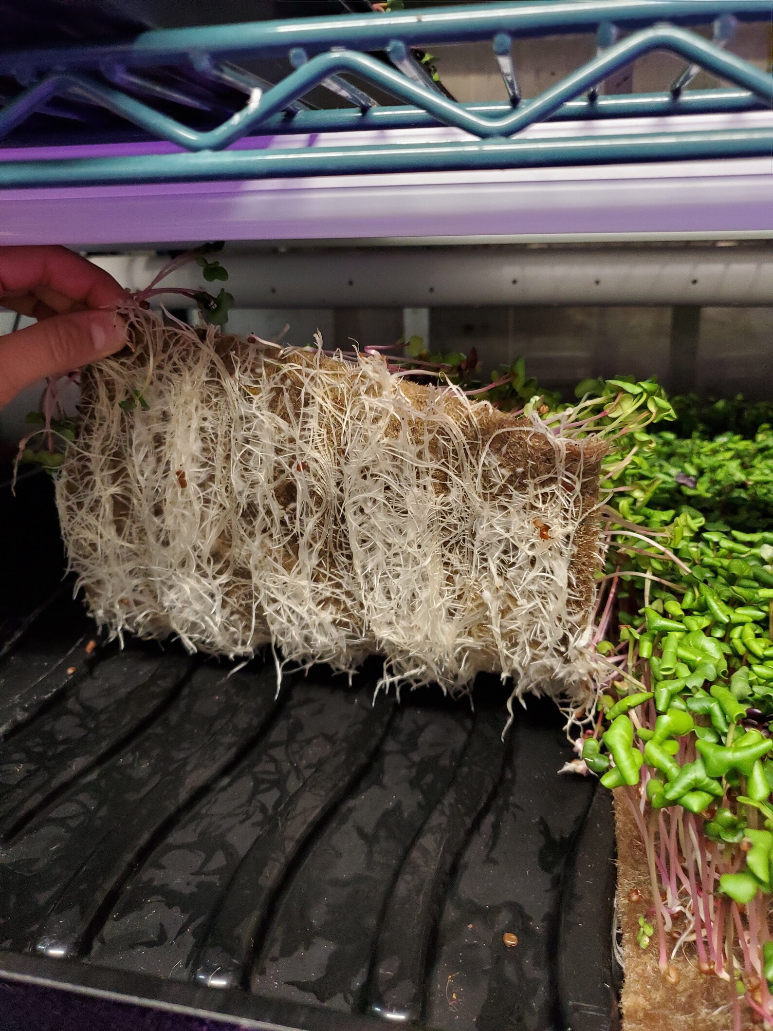 Jute Grow Pads for Microgreens 100% Natural Jute | Etsy