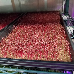 Jute Grow Pads for Microgreens 100% Natural Jute | Etsy