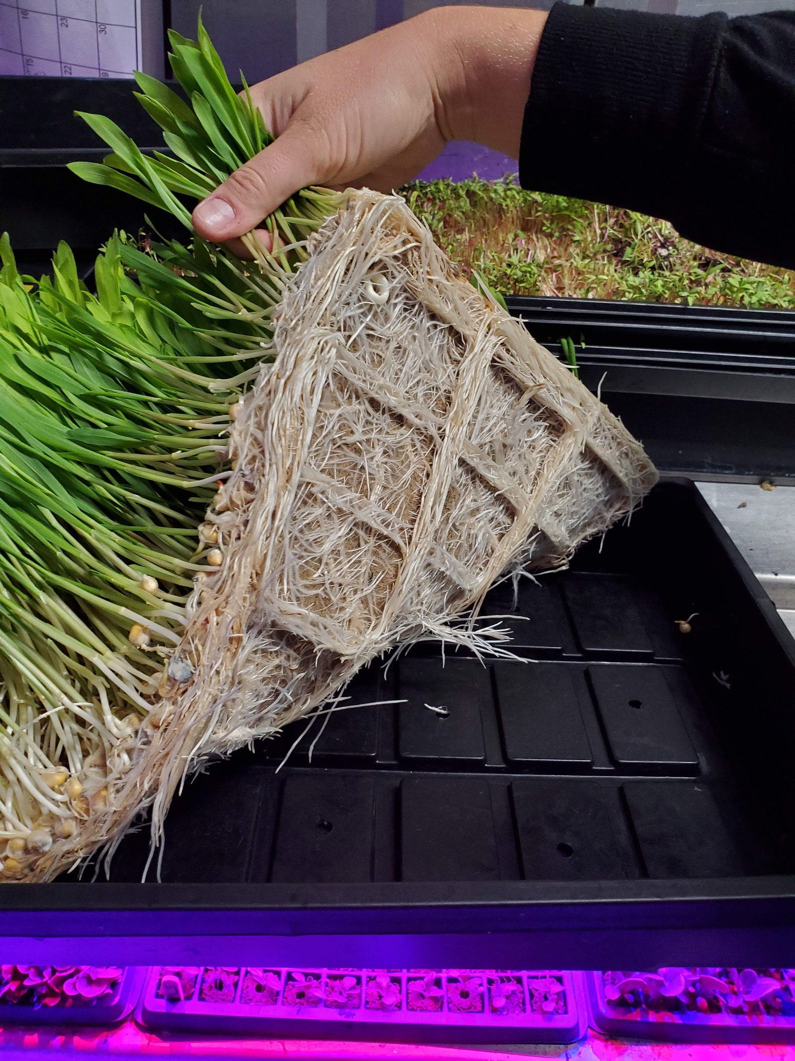 Jute Grow Pads for Microgreens 100% Natural Jute | Etsy