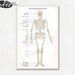 HUMAN SKELETON Fine Art Photographic Print, Medical Science Chart ...