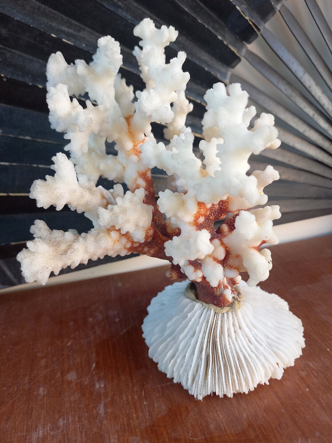 White Coral in Branch of the Mediterranean Real Coral Reef Huge ...