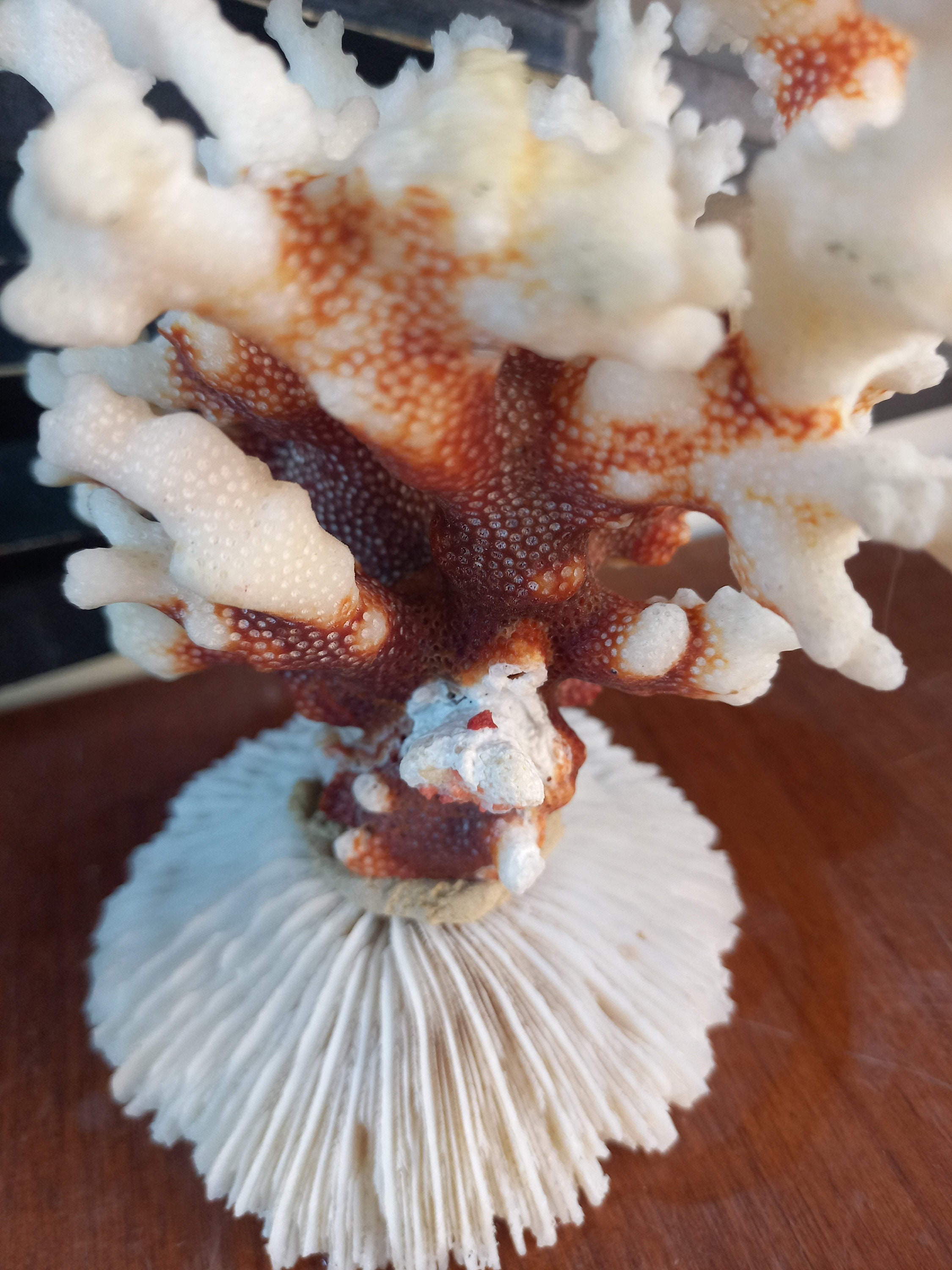 White Coral in Branch of the Mediterranean Real Coral Reef Huge ...